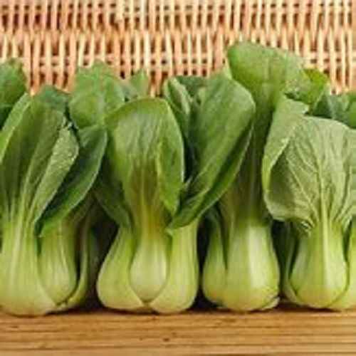 Bok Choy(chinese Saag)